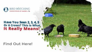 Have You Seen 2, 3, 4, 5, or 6 Crows? This Is What It Really Means!