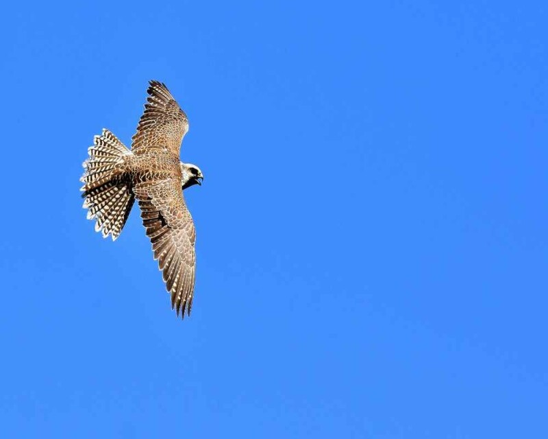 Hawks Vs. Falcons Vs. Eagles Vs. Osprey Vs. Kite - Comparison!