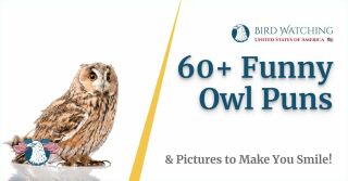 60+ Funny Owl Puns & Pictures to Make You Smile!