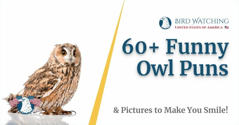 60+ Funny Owl Puns & Pictures to Make You Smile!