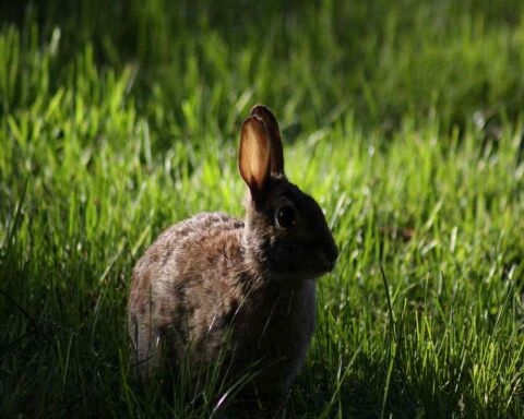Where Do Pigeons Go at Night? Sleeping Shelter Unveiled!
