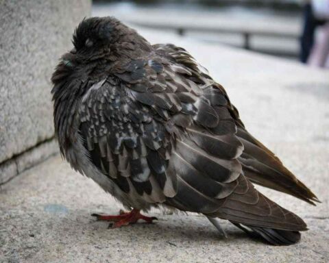 Where Do Pigeons Go at Night? Sleeping Shelter Unveiled!