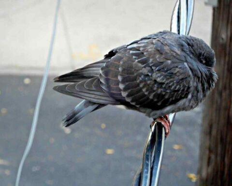 Where Do Pigeons Go at Night? Sleeping Shelter Unveiled!