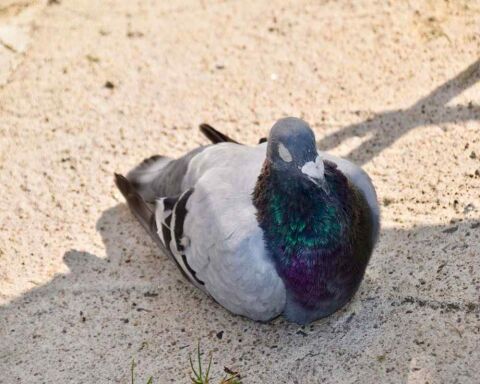 Pigeons Sitting Down - Why Do They Do It? [12 Funny Photos]