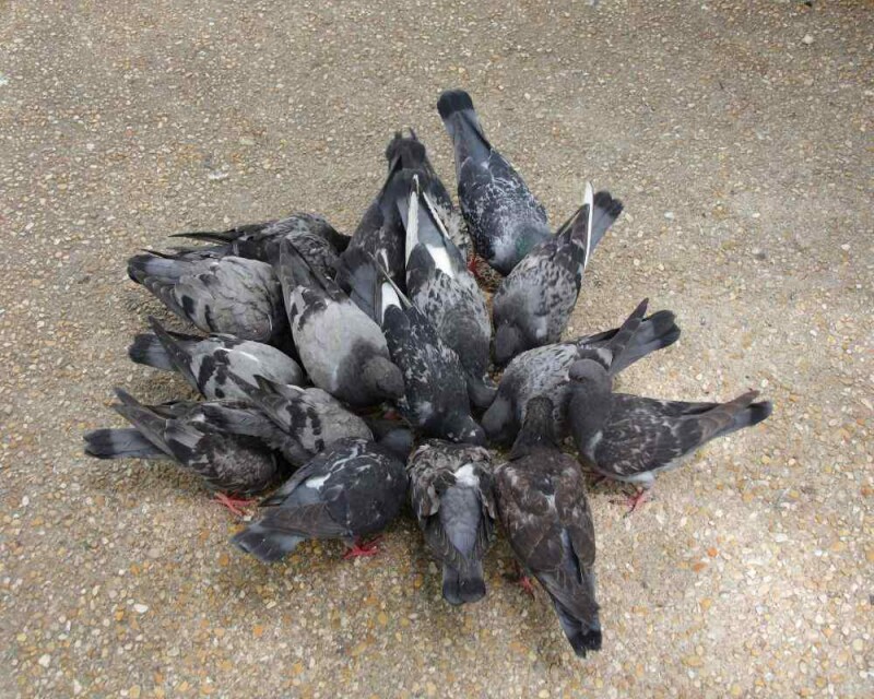 Pigeons Sitting Down - Why Do They Do It? [12 Funny Photos]
