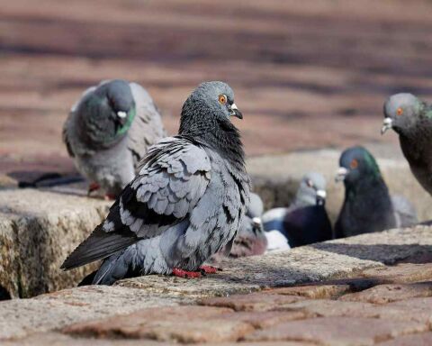 Pigeons Sitting Down - Why Do They Do It? [12 Funny Photos]