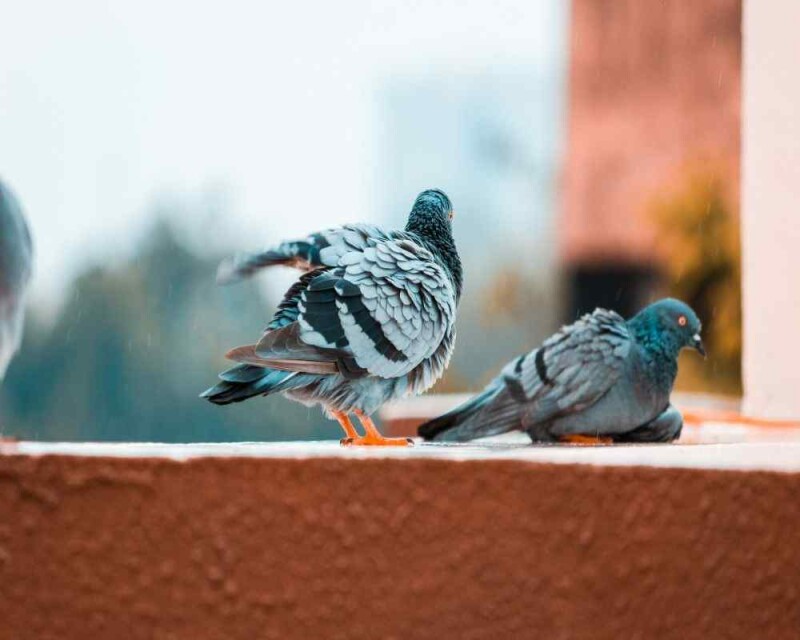 Pigeons Sitting Down - Why Do They Do It? [12 Funny Photos]