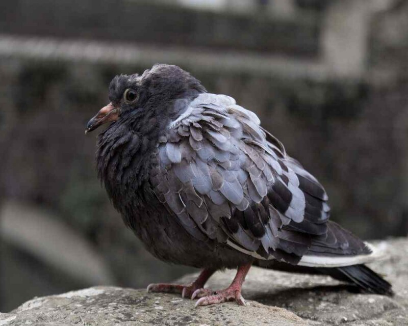 Pigeons Sitting Down - Why Do They Do It? [12 Funny Photos]