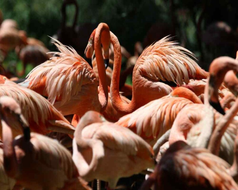 The 7 Most Rare Flamingos Ever: Black, Green, Albino, Blue?