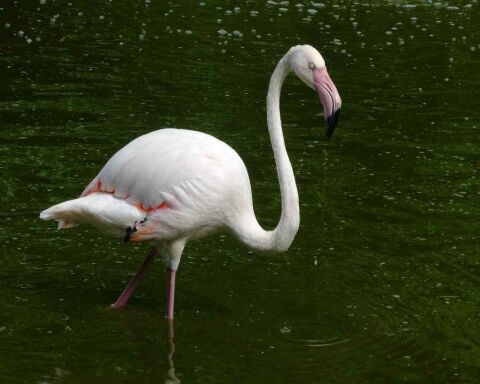 The 7 Most Rare Flamingos Ever: Black, Green, Albino, Blue?