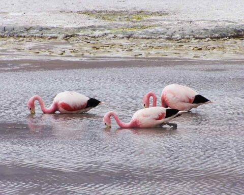 The 7 Most Rare Flamingos Ever: Black, Green, Albino, Blue?