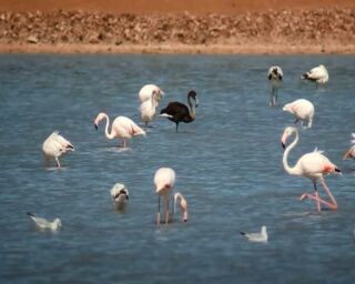 The 7 Most Rare Flamingos Ever: Black, Green, Albino, Blue?