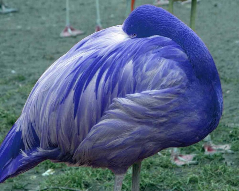 The 7 Most Rare Flamingos Ever: Black, Green, Albino, Blue?