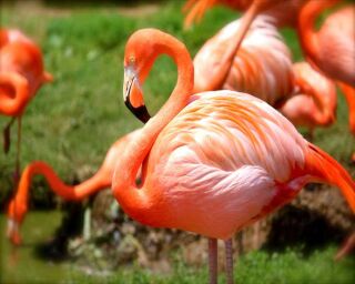 The 7 Most Rare Flamingos Ever: Black, Green, Albino, Blue?