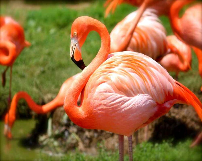 The 7 Most Rare Flamingos Ever: Black, Green, Albino, Blue?