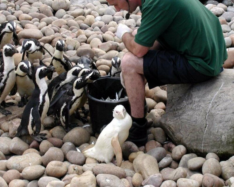 Rare Penguin Alert! 7 Most Bizarre Penguins in the world!