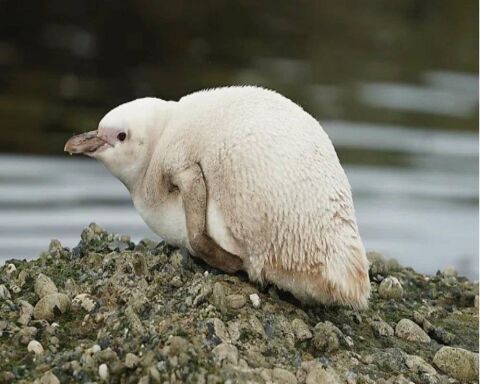 Rare Penguin Alert! 7 Most Bizarre Penguins in the world!