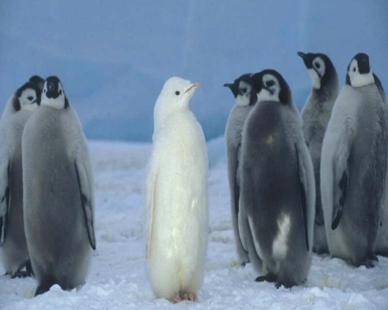 Rare Penguin Alert! 7 Most Bizarre Penguins in the world!