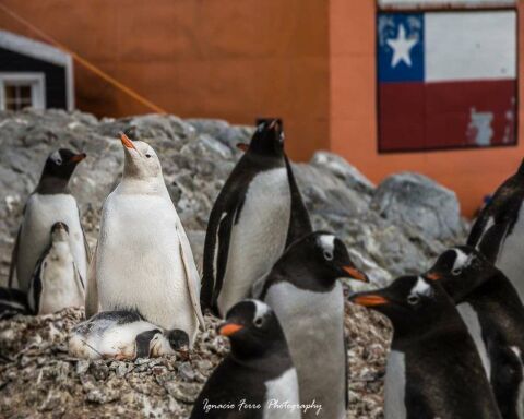 Rare Penguin Alert! 7 Most Bizarre Penguins in the world!