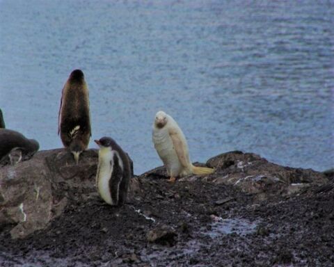 Rare Penguin Alert! 7 Most Bizarre Penguins in the world!