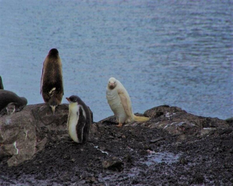 Rare Penguin Alert! 7 Most Bizarre Penguins in the world!