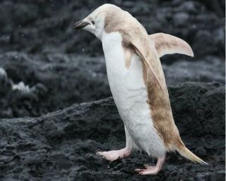 Rare Penguin Alert! 7 Most Bizarre Penguins in the world!
