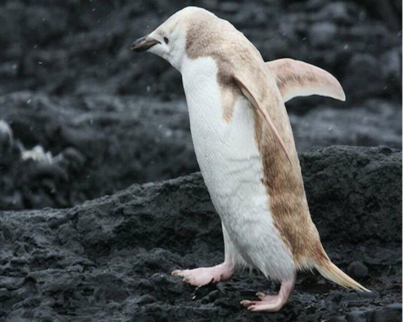 Rare Penguin Alert! 7 Most Bizarre Penguins in the world!