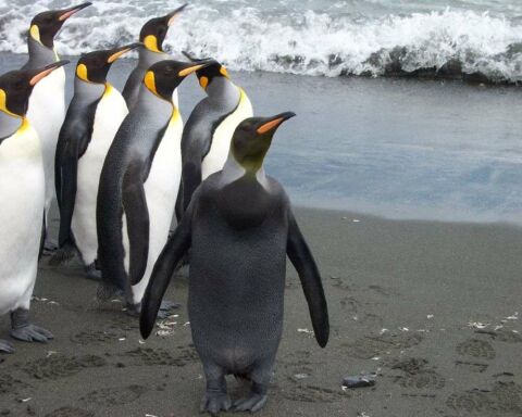 Rare Penguin Alert! 7 Most Bizarre Penguins in the world!