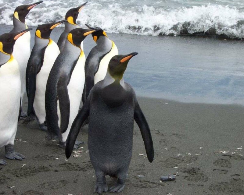 Rare Penguin Alert! 7 Most Bizarre Penguins in the world!