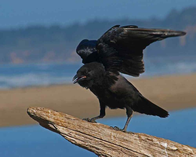 Are Ravens good pets? Is it even legal to keep them? (USA & UK)