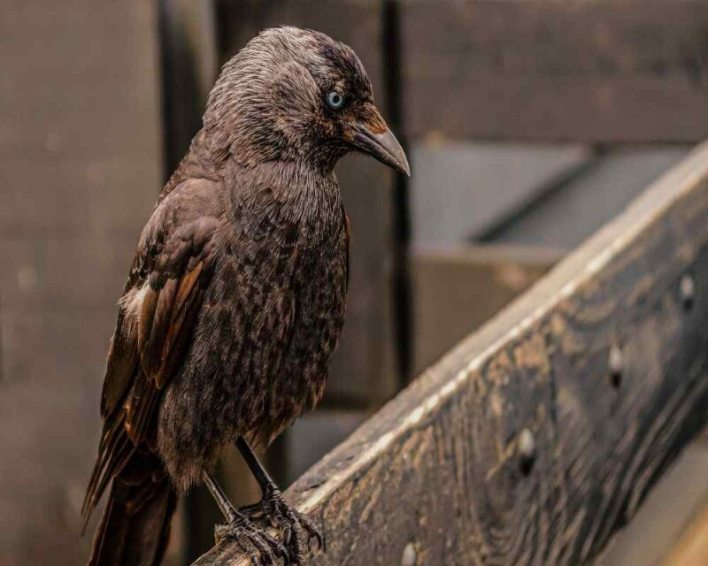Are Ravens good pets? Is it even legal to keep them? (USA & UK)