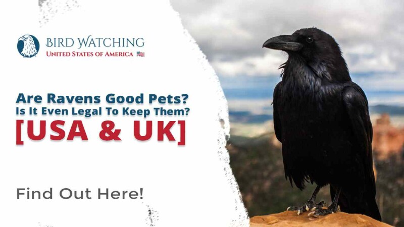 Are Ravens good pets? Is it even legal to keep them? (USA & UK)