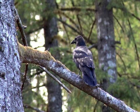 Ravens and Crows Size Comparison [23 Cool Pictures]