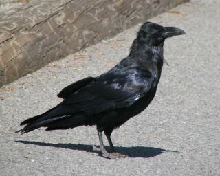 Ravens and Crows Size Comparison [23 Cool Pictures]