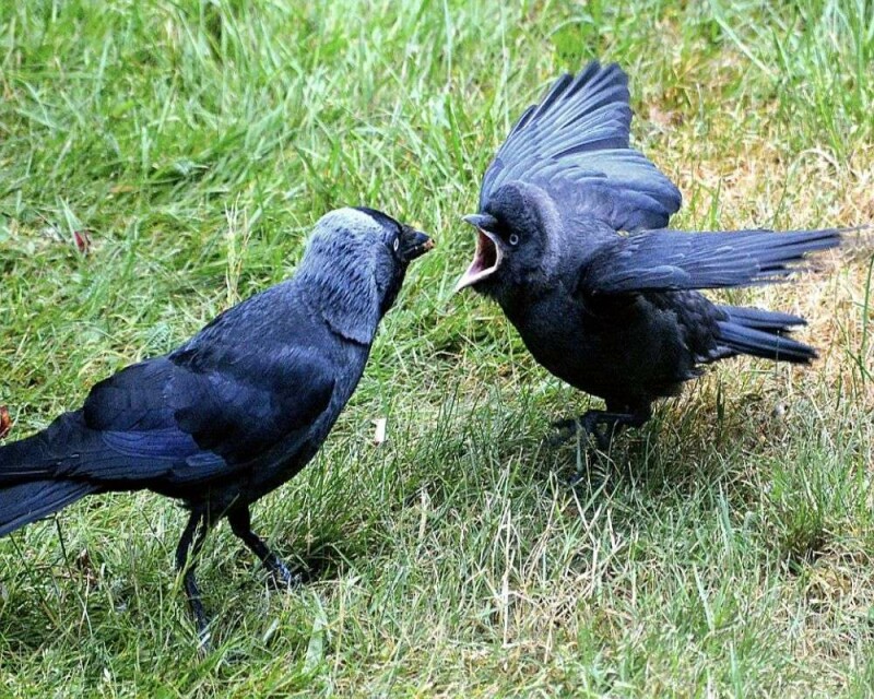 Ravens and Crows Size Comparison [23 Cool Pictures]