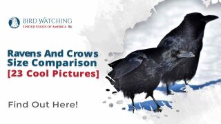 Ravens and Crows Size Comparison [23 Cool Pictures]