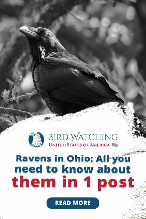 Ravens In Ohio: All You Need to Know About Them In One Post