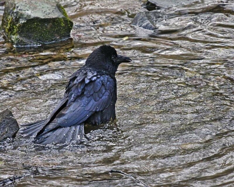 Ravens In Ohio: All You Need to Know About Them In One Post