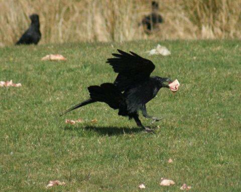 Ravens In Ohio: All You Need to Know About Them In One Post