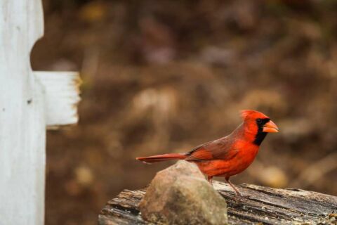 Have you seen a Red Bird? This is what it Really Means!