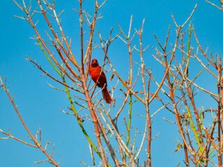 Have you seen a Red Bird? This is what it Really Means!