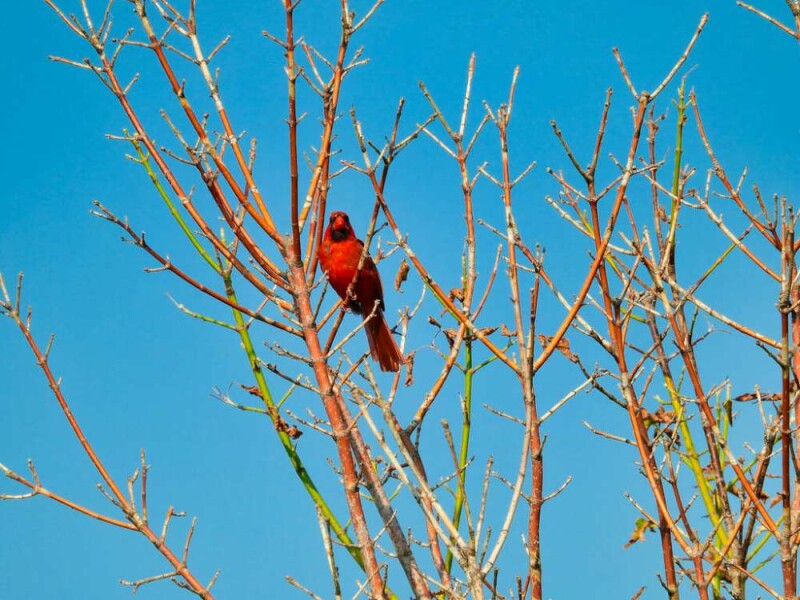 Have you seen a Red Bird? This is what it Really Means!