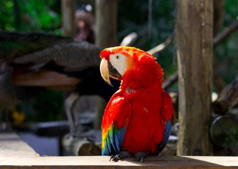 Have you seen a Red Bird? This is what it Really Means!