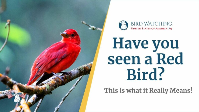 Have you seen a Red Bird? This is what it Really Means!