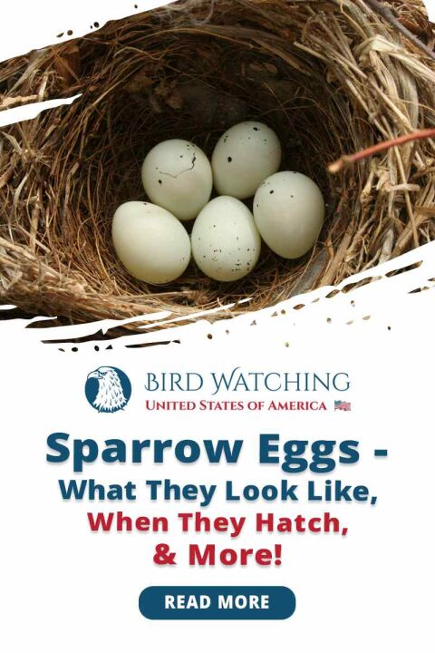 Sparrow Eggs: What They Look Like, When They Hatch, & More!