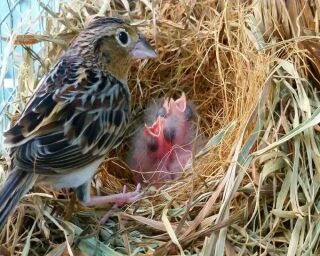 Sparrow Eggs: What They Look Like, When They Hatch, & More!