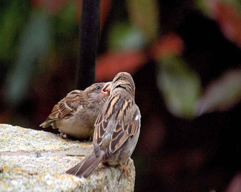 Sparrow Eggs: What They Look Like, When They Hatch, & More!