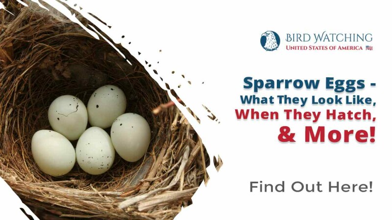 Sparrow Eggs: What They Look Like, When They Hatch, & More!
