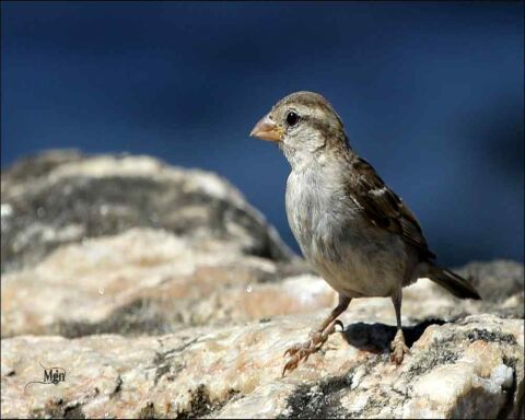 Sparrow Nests: Where To Find Them, What They Look Like & More