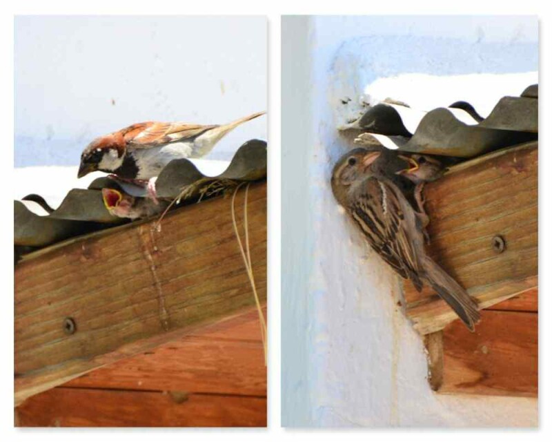 Sparrow Nests: Where To Find Them, What They Look Like & More